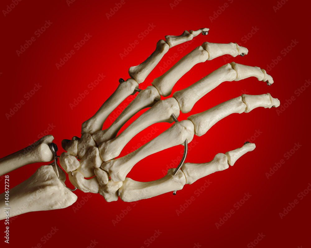 Study model of a skeleton of a human hand, red background Stock Photo ...
