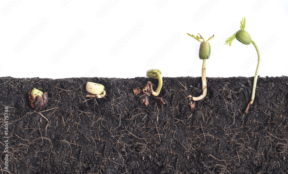 Growing plants,Bean seed germination different stages with underground ...