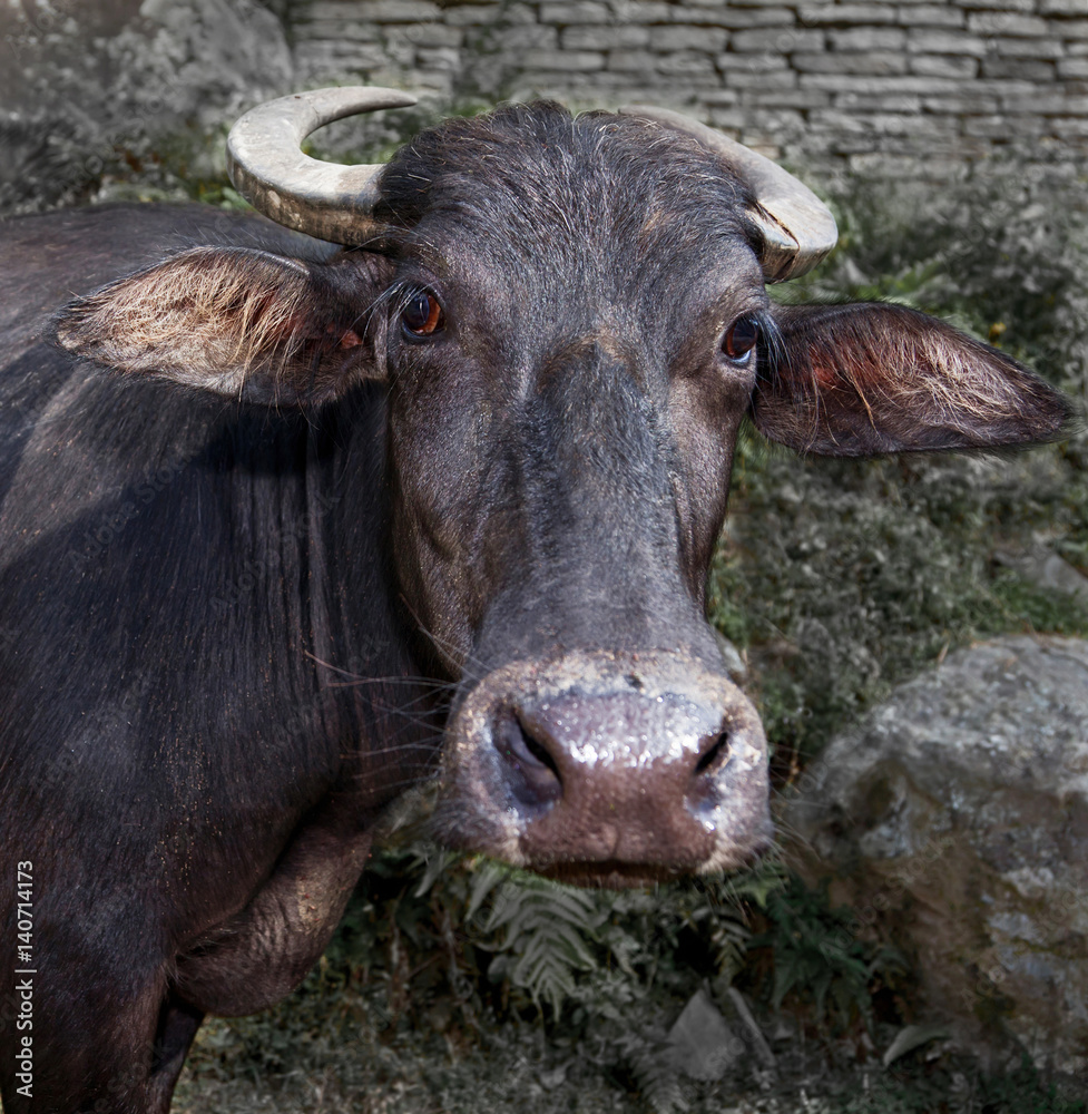 Closeup portrait of a typical himalayan cows - Nepal 스톡 사진 | Adobe Stock