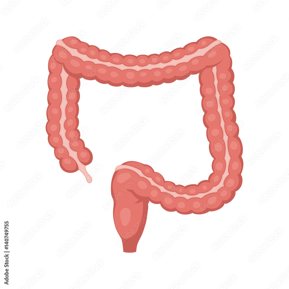 Large intestine vector Stock Vector | Adobe Stock