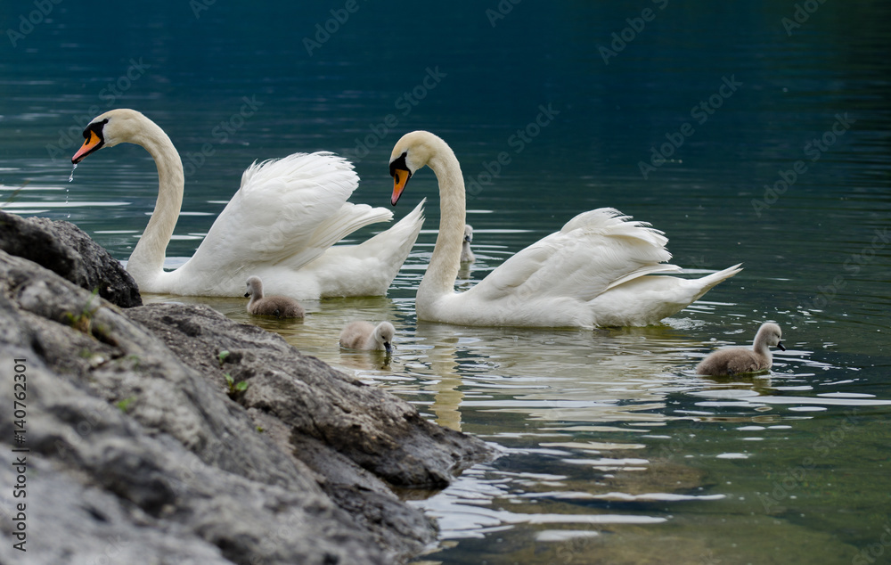 Swans family with cygnets at hallstaettersee lake. Hallstatt ...
