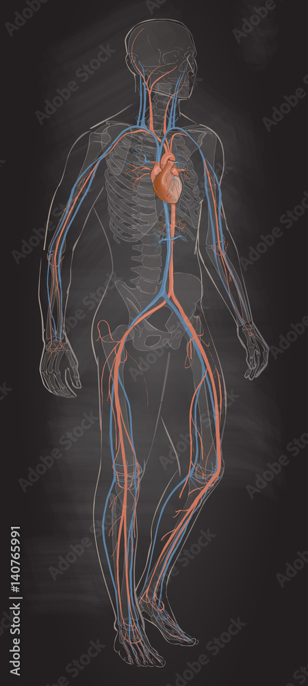 The circulatory vascular system vector Stock Vector | Adobe Stock