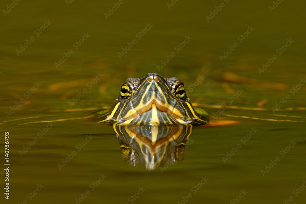Beautiful turtle in the river. Red-eared slider, Trachemys scriptta ...