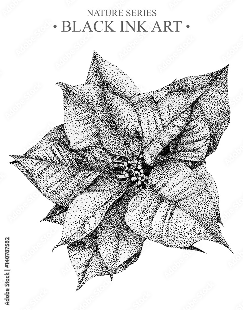 Illustration with flower Poinsettia drawn by hand with black ink ...