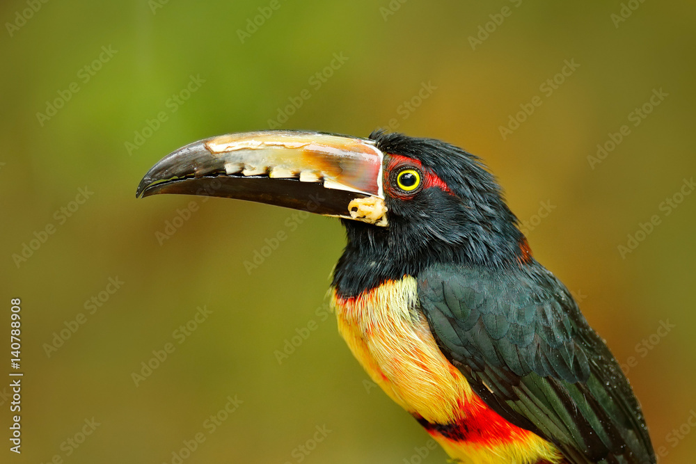 Portrait of toucan. Collared Aracari, Pteroglossus torquatus, bird with ...