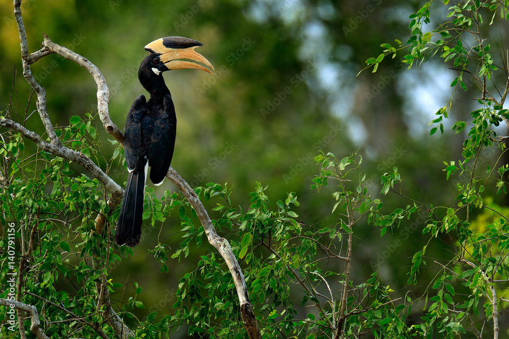 Malabar Pied Hornbill, Anthracoceros coronatus, bird with big bill ...