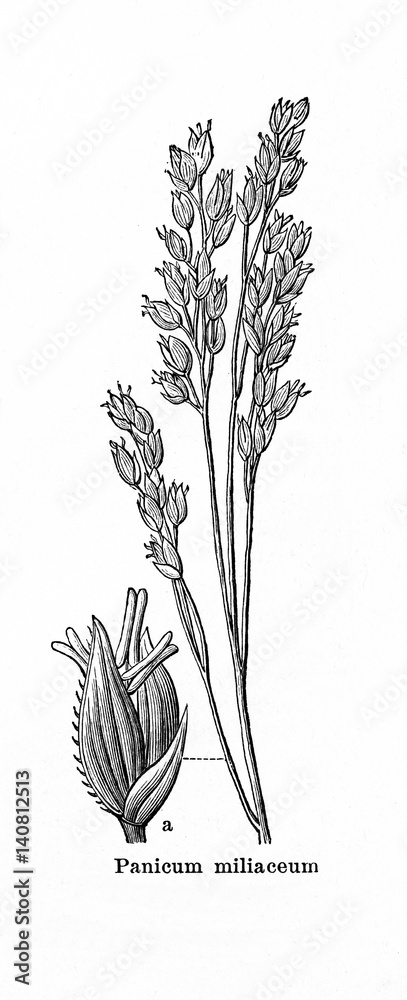 Proso millet (Panicum miliaceum) (from Meyers Lexikon, 1895, 7/876/877 ...