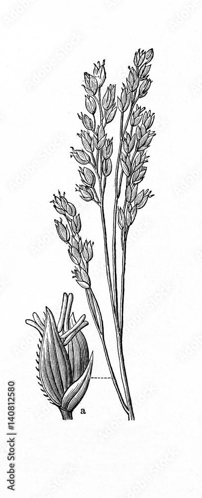 Proso millet (Panicum miliaceum) (from Meyers Lexikon, 1895, 7/876/877 ...