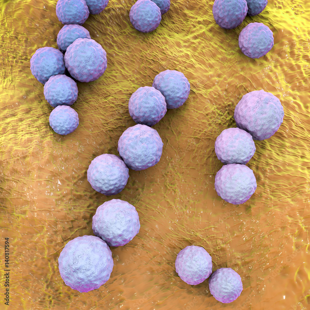 Streptococcus mutans bacteria, gram-positive cocci which cause tooth ...