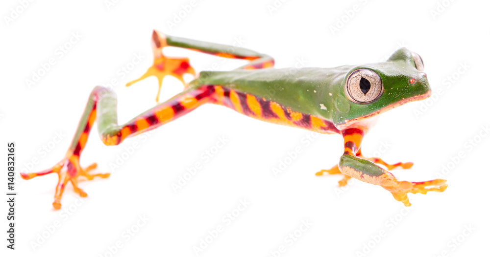 Tiger leg monkey tree frog, Phyllomadusa tomopterna. Tropical treefrog ...