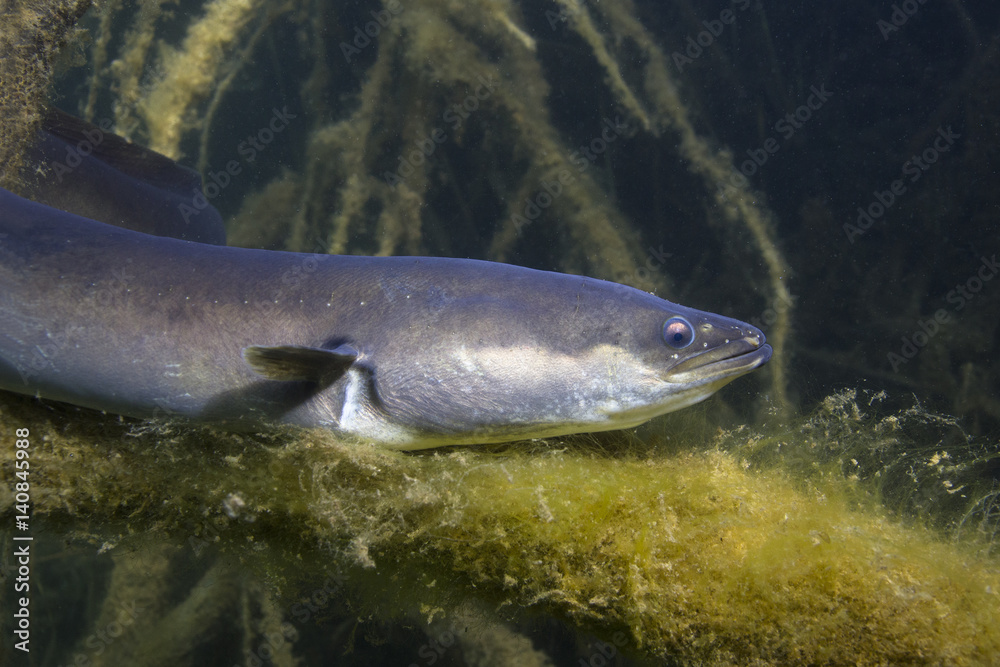 Eel fish (anguilla anguilla) in the beautiful clean river. Underwater ...