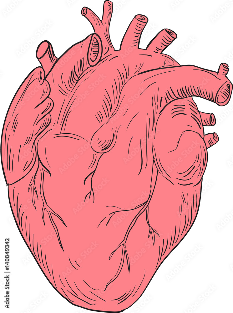 Human Heart Anatomy Drawing Stock Vector | Adobe Stock