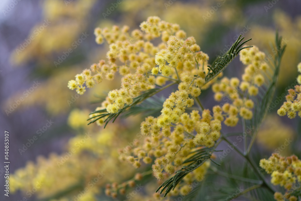 Silver wattle (Acacia dealbata) yellow flowers and foliage. Australian ...