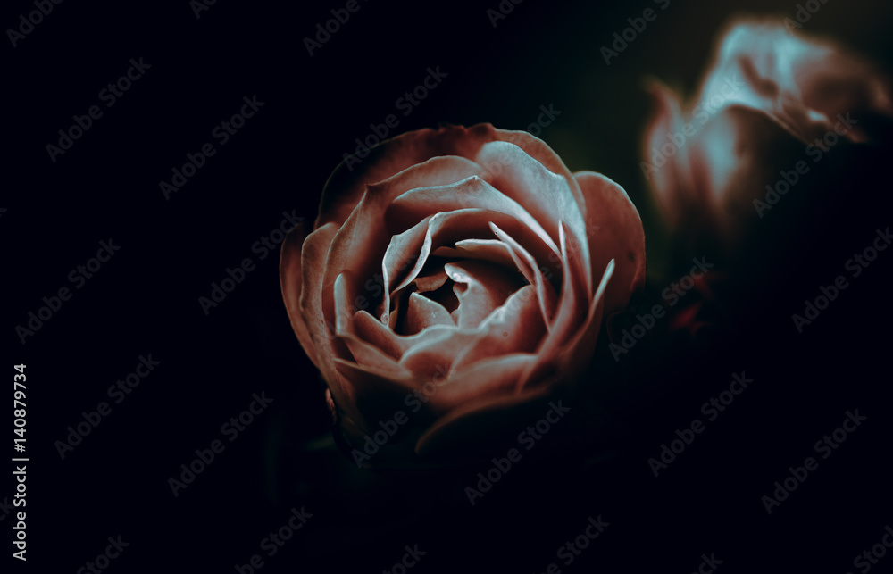 isolated rose with black background Stock Photo | Adobe Stock