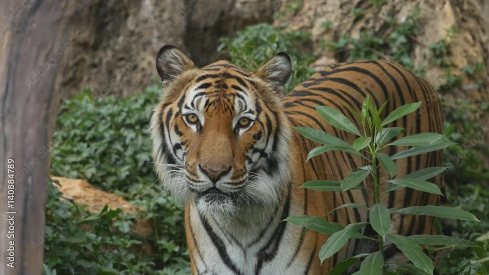 4k of Scary looking male royal bengal tiger staring towards of you from ...