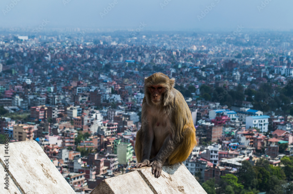Monkey with the Backdrop of Kathmandu at Monkey Temple (Swayambhunath ...