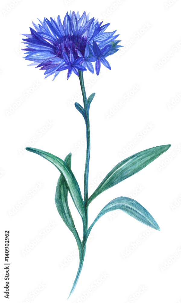 watercolor cornflower Stock Illustration | Adobe Stock