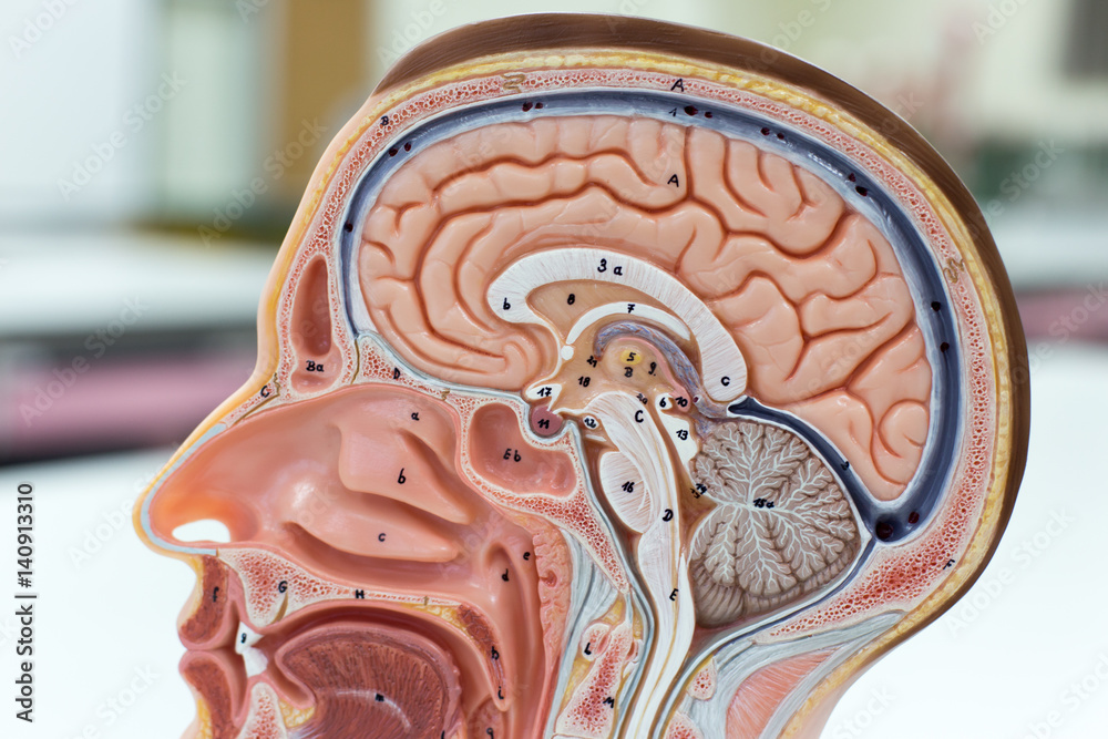 Model brain Human,respiratory system and skeletal head models for ...