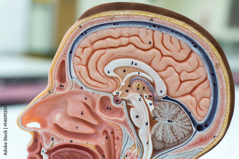 Model brain Human,respiratory system and skeletal head models for ...