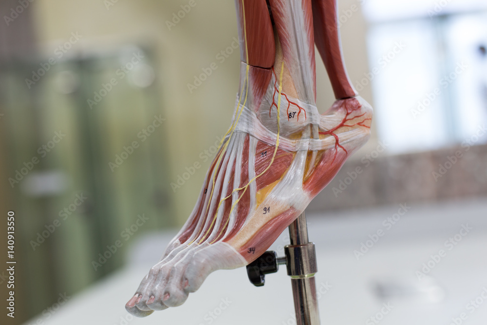Poster Anatomy muscle Legs model of muscle for classroom education ...