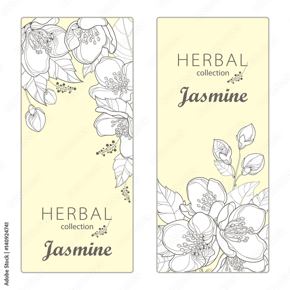 Vector vertical templates with outline Jasmine flowers, bud and leaves ...