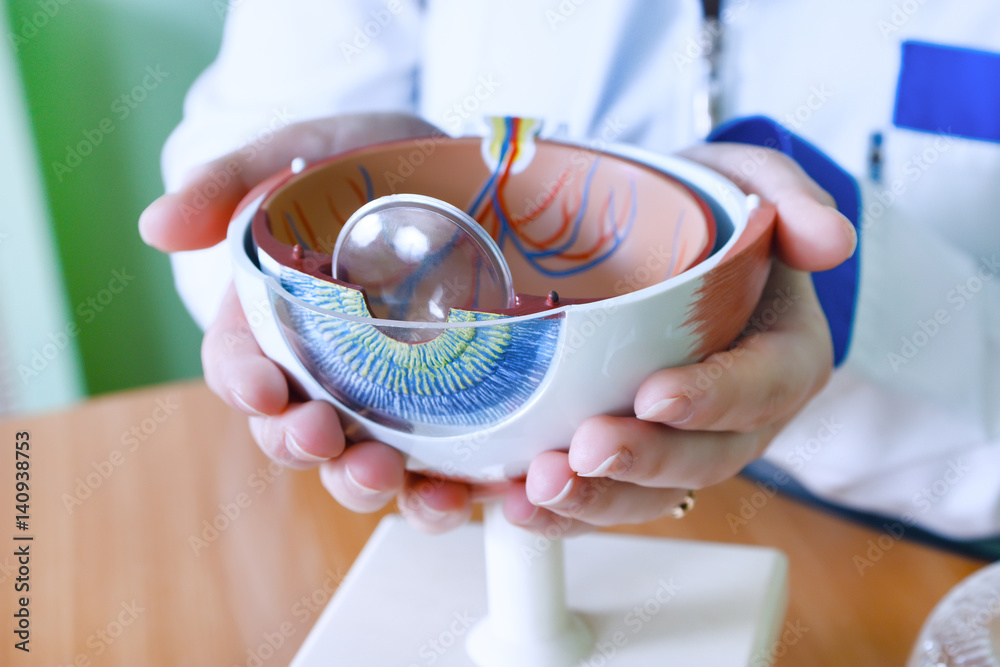 Ophthalmology oculus sample closeup. Ophthalmology, eye model close-up ...