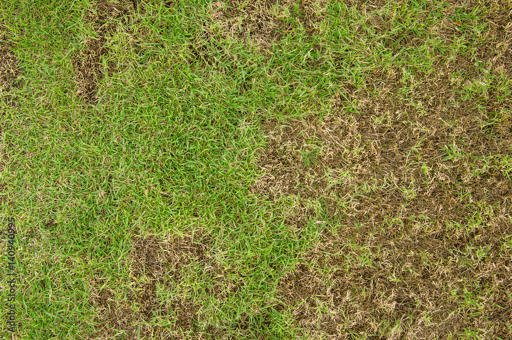 Pests and disease cause amount of damage to green lawns, lawn in bad ...
