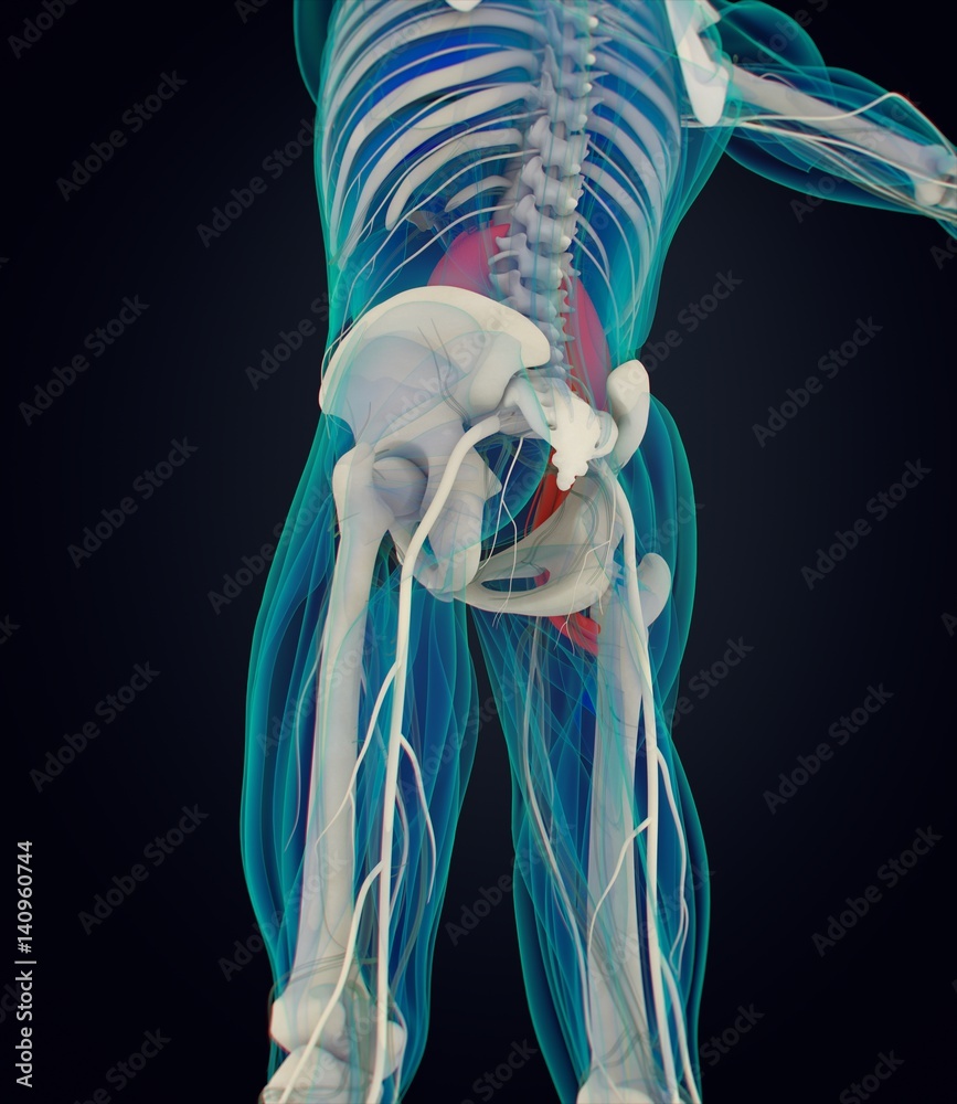 Human anatomy, psoas muscle, soul muscle, core strength, yoga, pilates ...