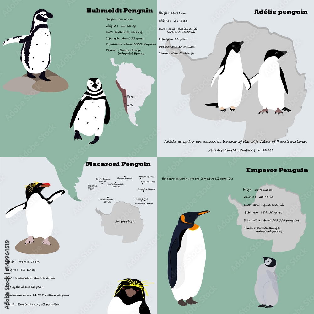 Infographic with penguins of different species. Stock Vector | Adobe Stock