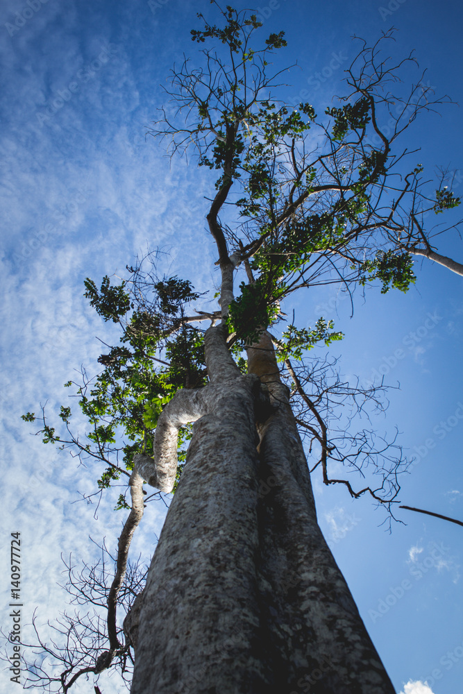 Beautiful Big Tree in Borneo Rain Forest, East Borneo Kalimantan ...