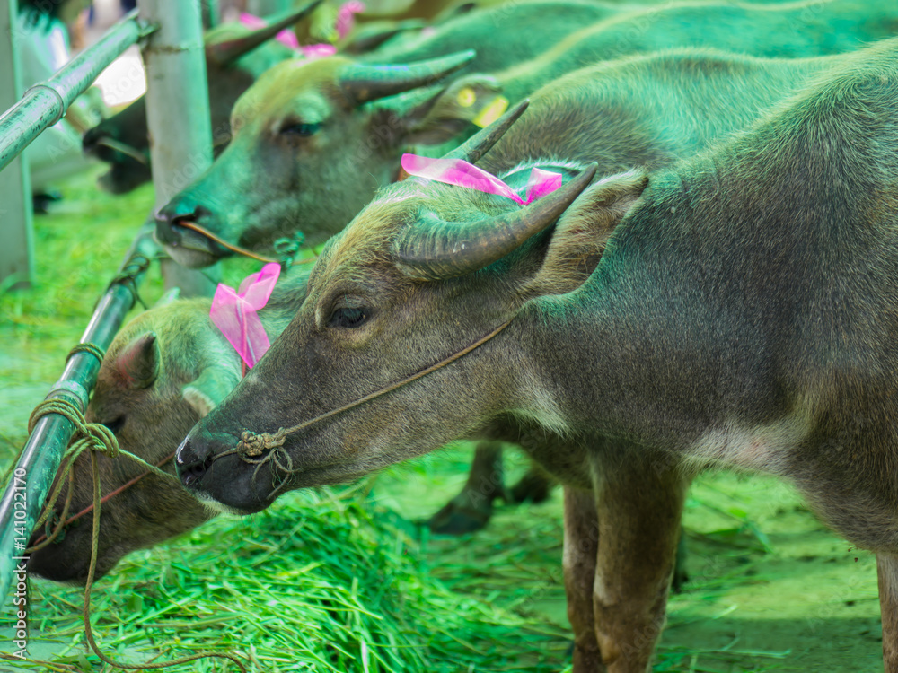 Cattle at slaughterhouse Stock Photo | Adobe Stock