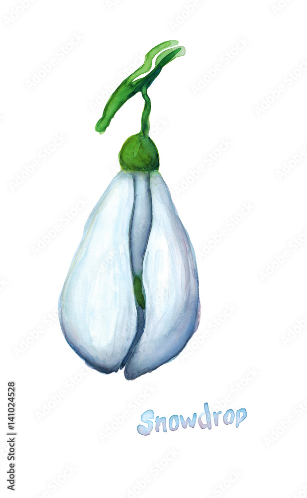 Watercolor hand drawn illustration of Snowdrop with lettering Snowdrop ...