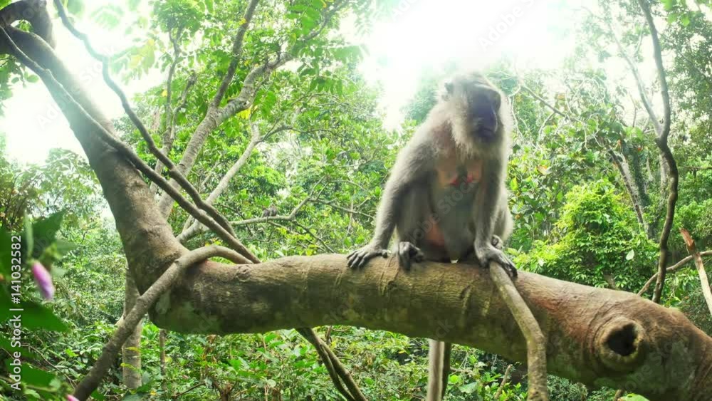 Wild animals of asian jungle forest. Macaque monkey on tree branch of ...