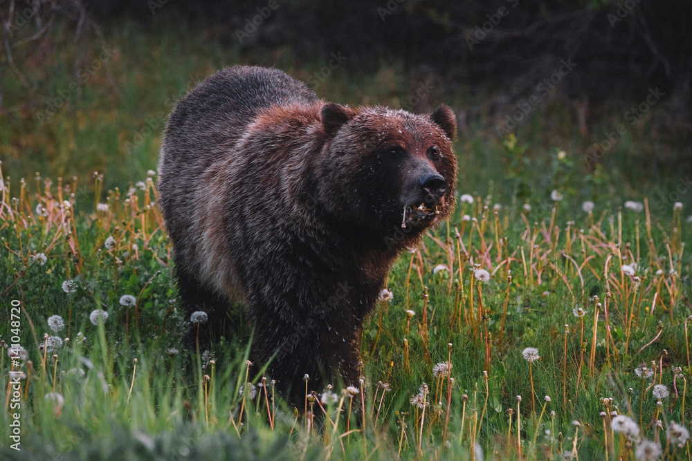 Portrait of brown bear, side view Stock Photo | Adobe Stock