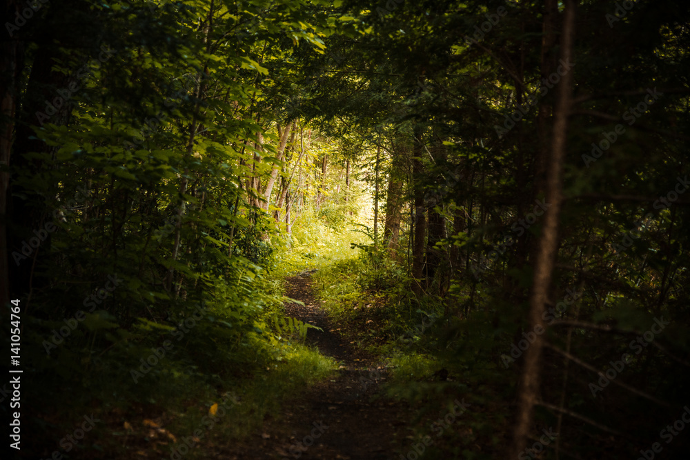 Pathway opening and trees Stock Photo | Adobe Stock