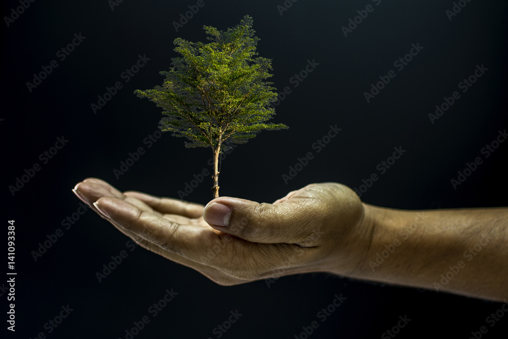 Hand holding a tree Stock Photo | Adobe Stock