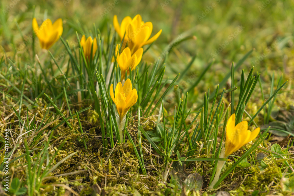 Krokus Stock Photo | Adobe Stock