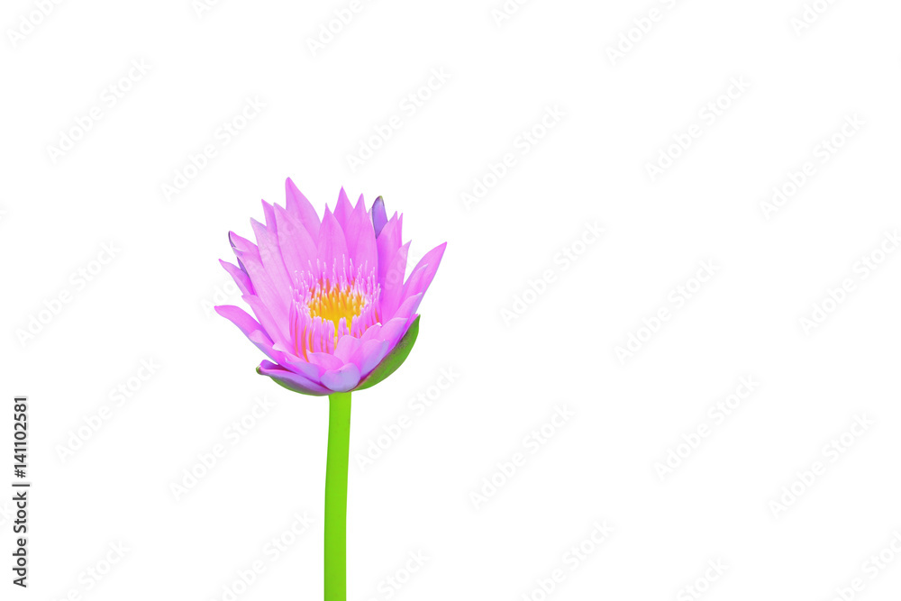 lotus flower or lilly pink beautiful with clipping path isolated on ...