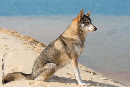Tamaskan Vs Wolf