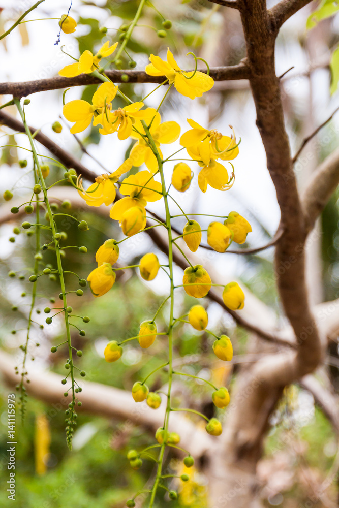 Kanikkonna - Golden shower, Cassia Fistula, bloom in tree. This flower is using by Hindu Vishu ...