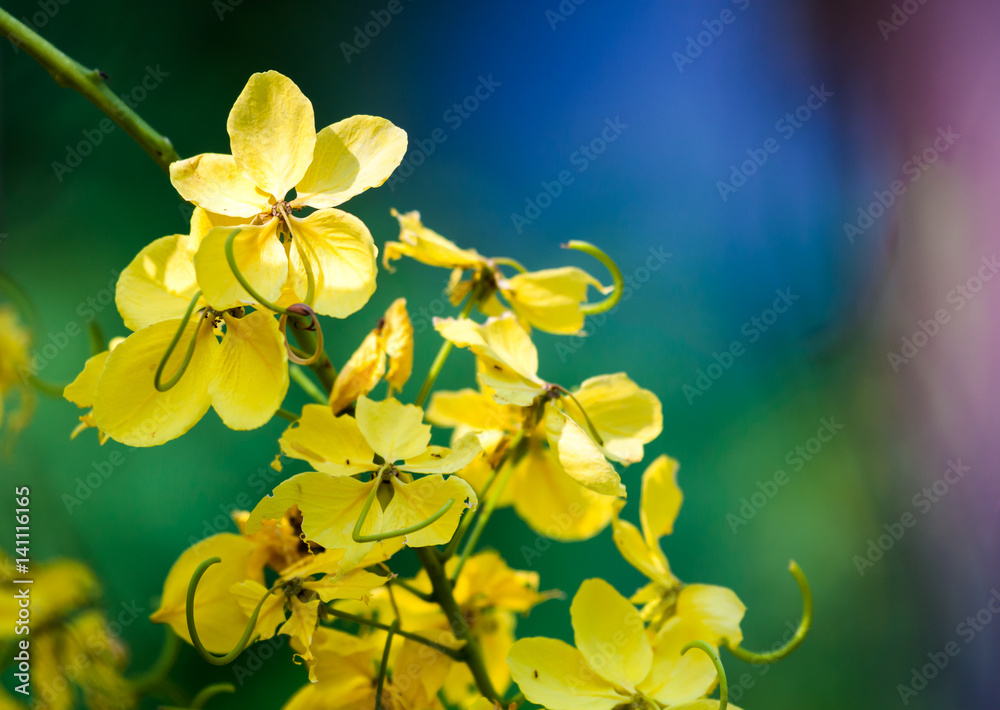 Kanikkonna - Golden shower, Cassia Fistula, bloom in tree. This flower is using by Hindu Vishu ...