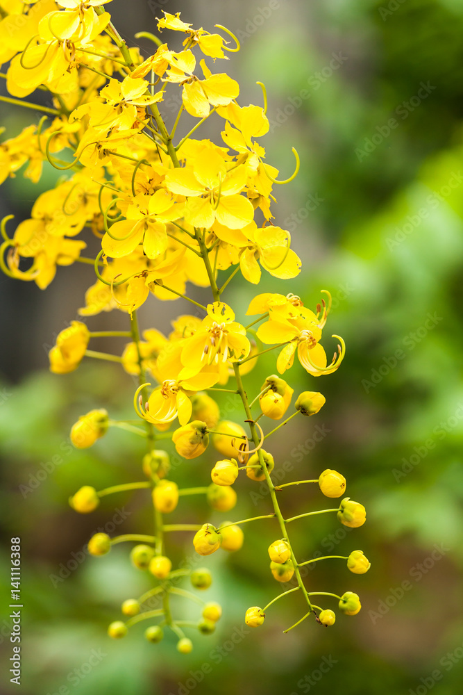 Kanikkonna - Golden shower, Cassia Fistula, bloom in tree. This flower is using by Hindu Vishu ...