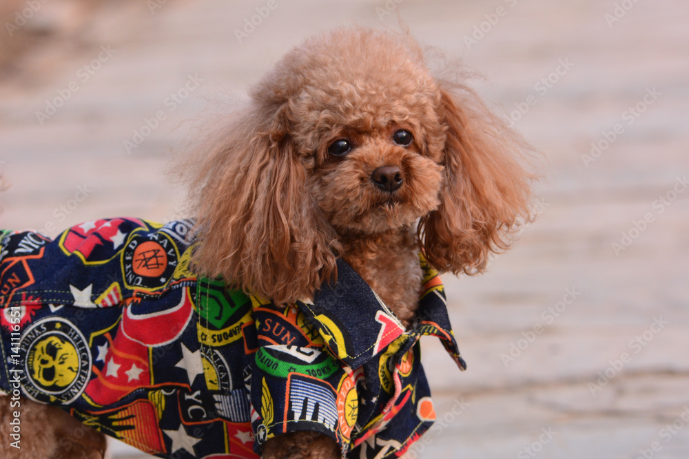 泰迪犬 Stock Photo | Adobe Stock
