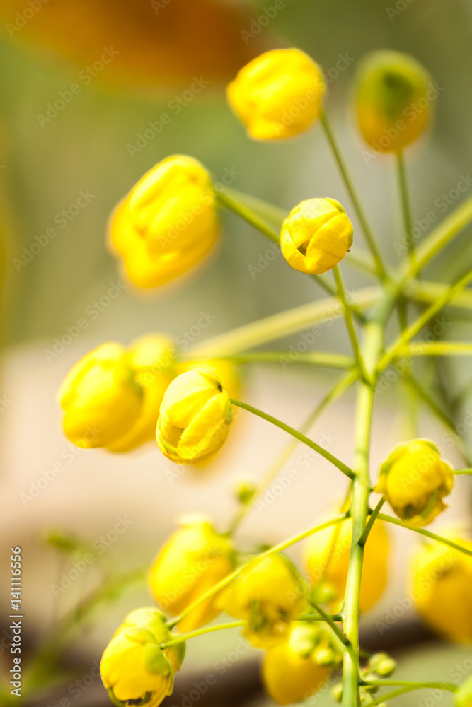 Kanikkonna - Golden shower, Cassia Fistula, bloom in tree. This flower is using by Hindu Vishu ...