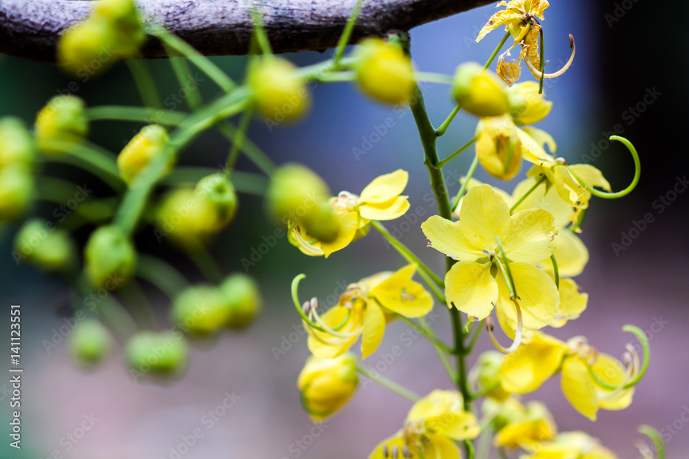Kanikkonna - Golden shower, Cassia Fistula, bloom in tree. This flower is using by Hindu Vishu ...