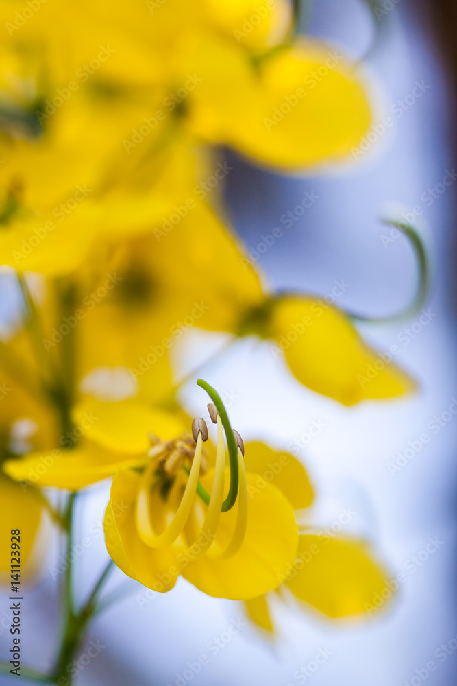 Close up of Kanikkonna - Golden shower, Cassia Fistula, bloom in tree ...
