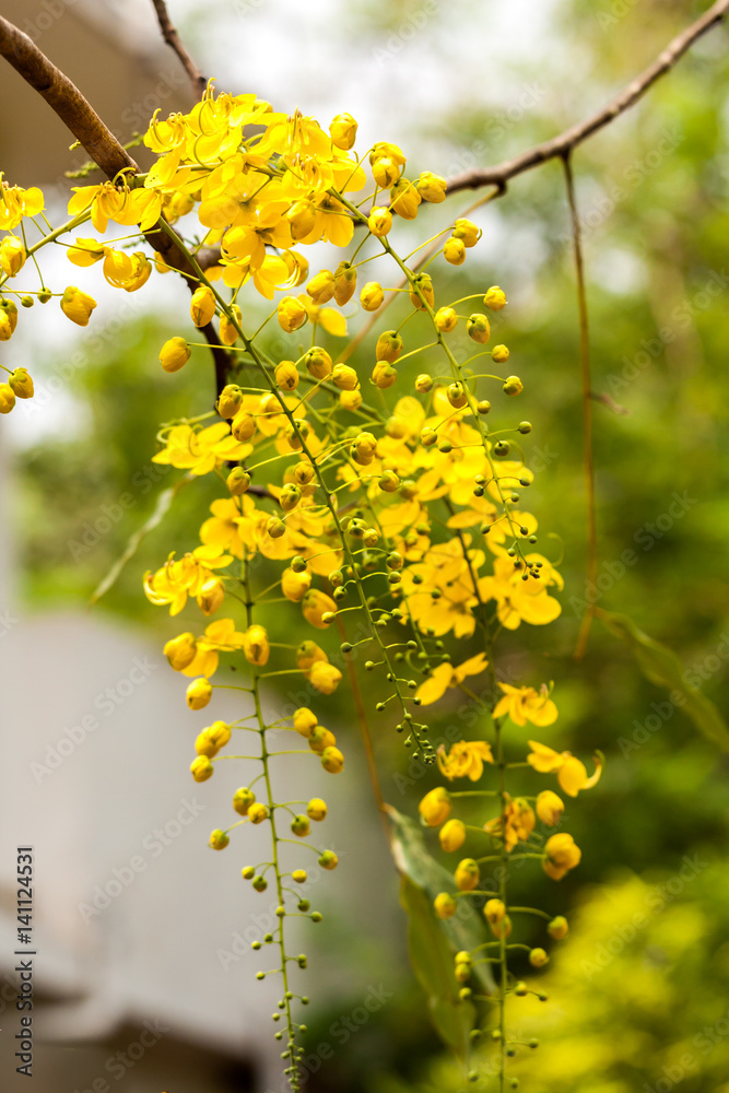 Kanikkonna - Golden shower, Cassia Fistula, bloom in tree. This flower is using by Hindu Vishu ...