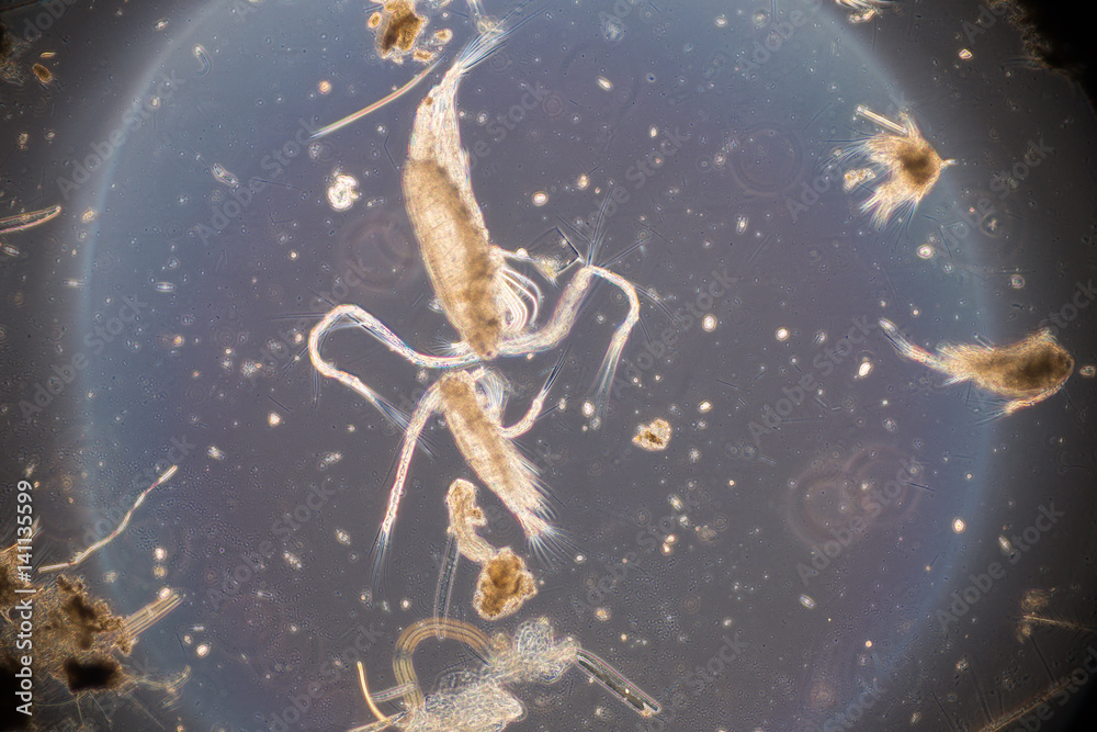 Copepod (zooplankton) in freshwater and Marine under microscope. Stock ...