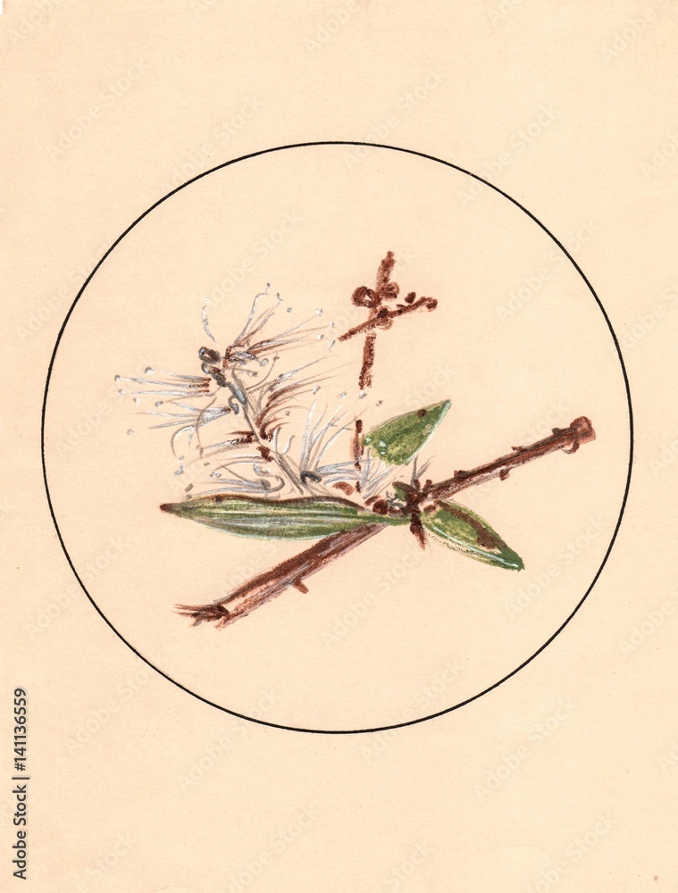 Gumnut Drawing Stock Illustration | Adobe Stock