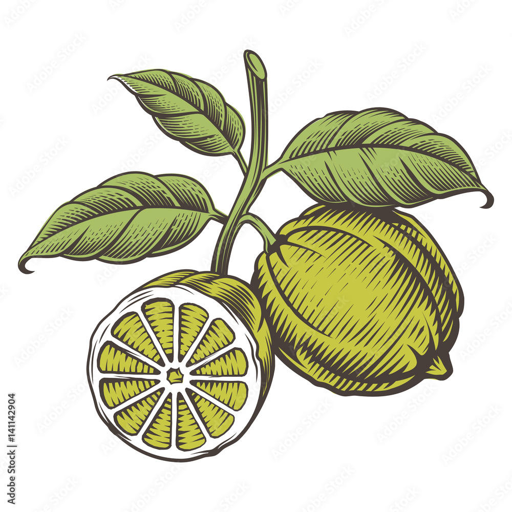 Bergamot_color illustration. Stock Vector | Adobe Stock